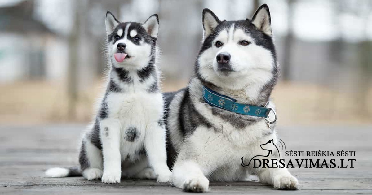 Sibiro haskis – Dresavimas.lt